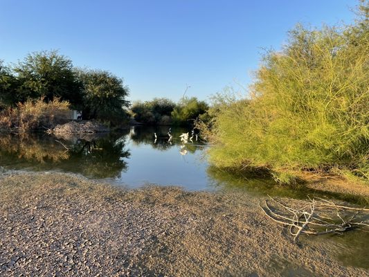 RIPARIAN PRESERVE AT WATER RANCH - 225 Reviews & 639 Photos - 2757 E ...