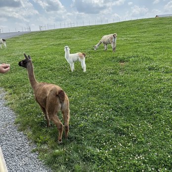 KEYSTONE SAFARI - Updated December 2025 - 142 Photos & 63 Reviews ...