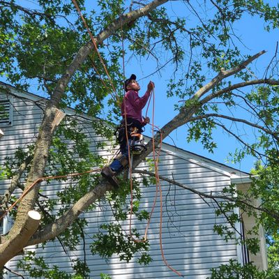 DIAZ TREE SERVICE - Updated October 2025 - 7607 Pine Streer, Manassas ...