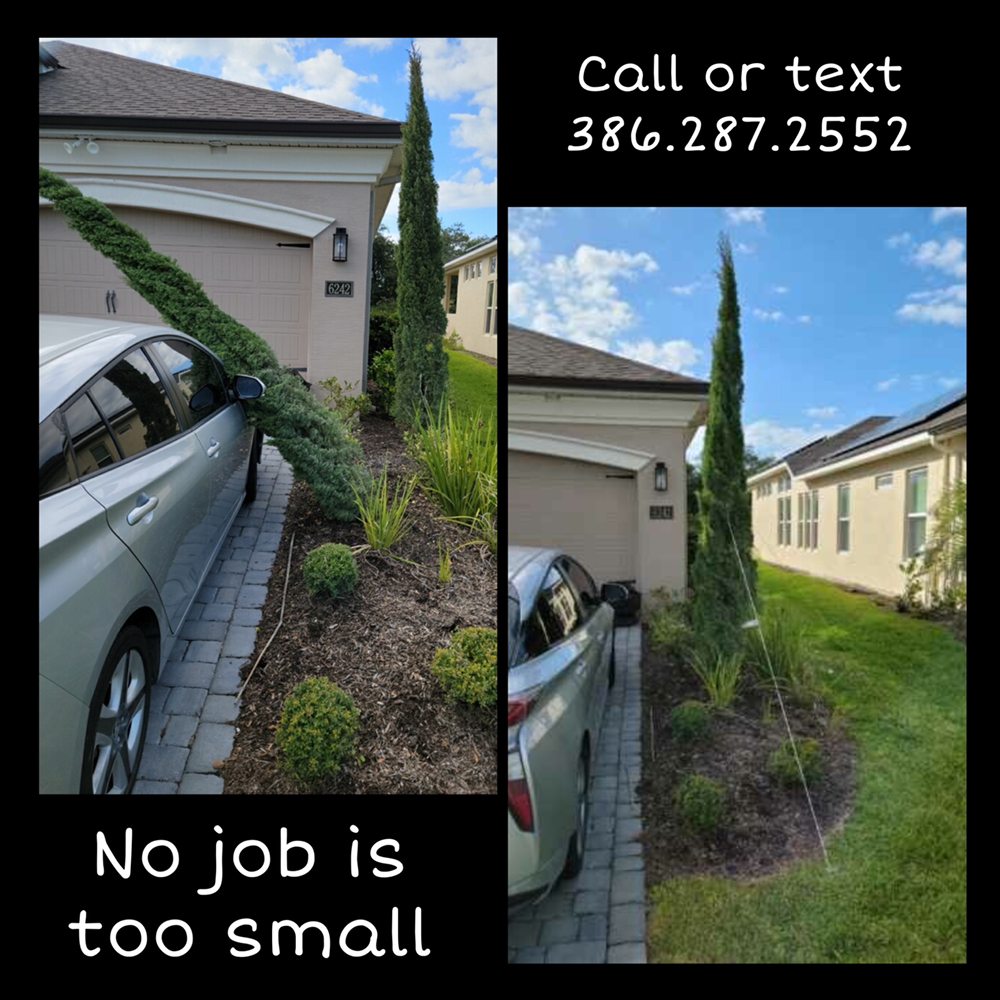 NOE TREES - Updated May 2026 - Edgewater, Florida - Tree Services ...