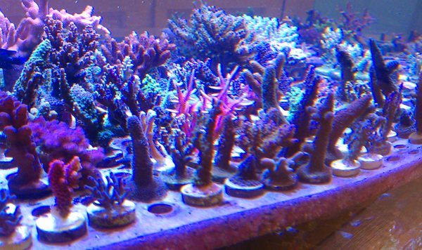 ALL ABOUT FISH - Updated January 2026 - 28 Photos & 15 Reviews - 12260 ...