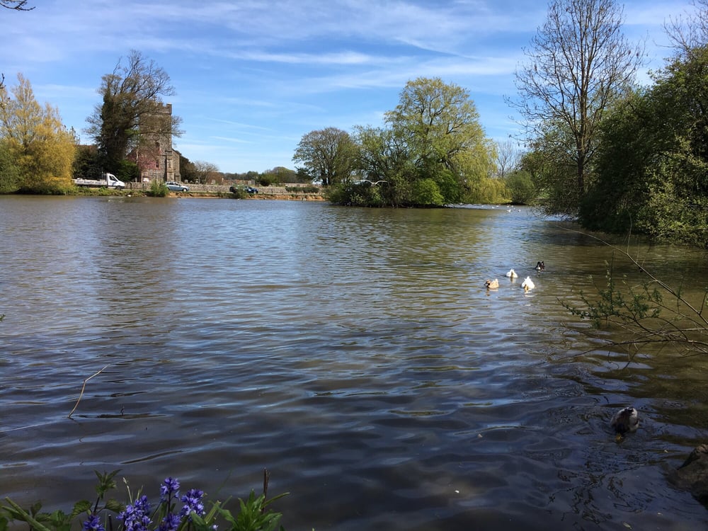 FALMER POND - Updated May 2024 - Park Street, Falmer, East Sussex ...