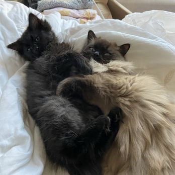 RUSTIC RAGDOLLS - Updated January 2026 - 10 Photos - Jefferson, Iowa ...