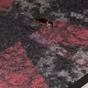 REGAL STARLIGHT - CHARLOTTE - Updated August 2024 - 128 Photos & 105 ...