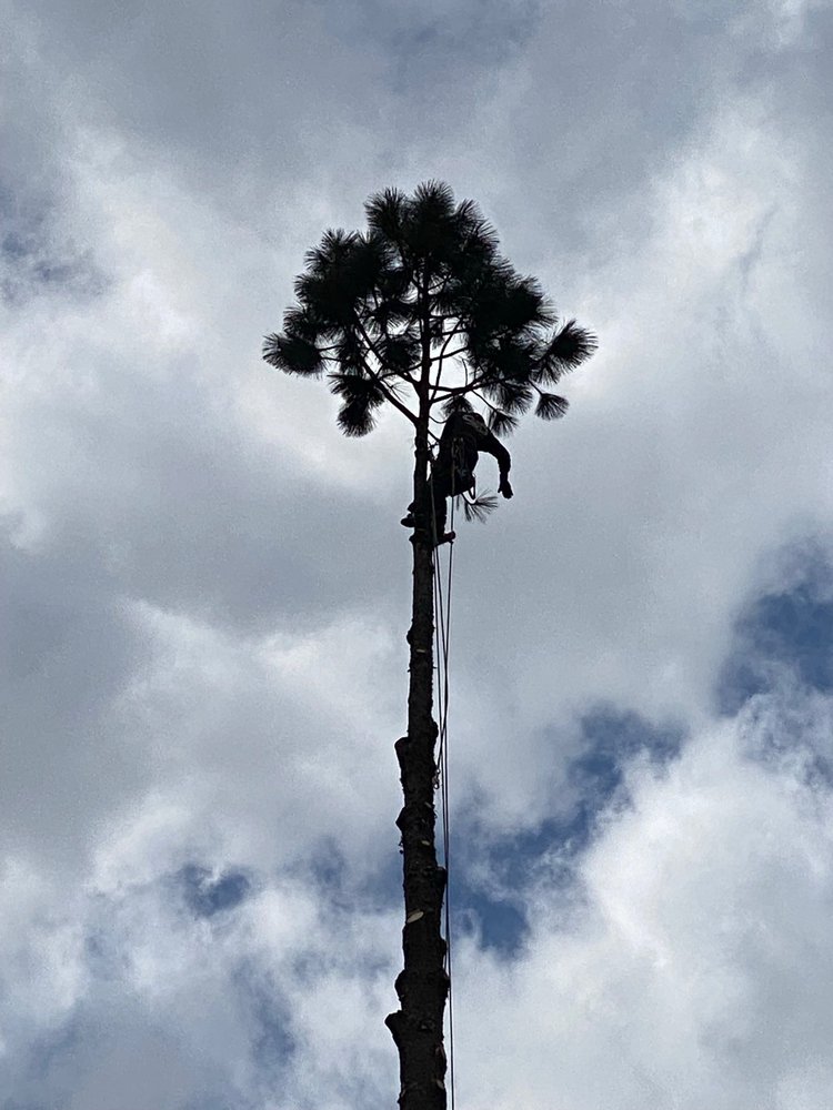 CLEAR VIEW TREE SERVICE - Updated December 2025 - 63 Photos - 13533 ...