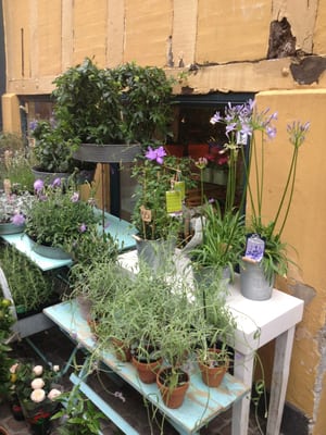 FIOL BLOMSTER - Updated January 2025 - Fiolstræde 18, København ...