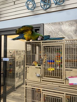 TODD MARCUS BIRDS EXOTIC - Updated July 2025 - 162 Photos & 41 Reviews ...