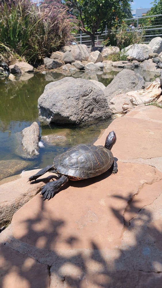 CSUN POND - Updated 2024 - 328 Photos & 85 Reviews - 18111 Nordhoff St ...