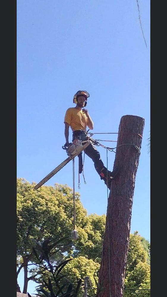 DC & SONS TREE SERVICE - Updated October 2025 - 3301 Rosefield Dr ...