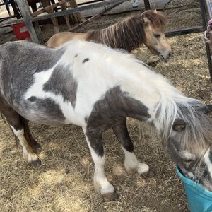 WESTCREEK TRAIL RIDES - 86 Photos & 77 Reviews - 12230 Westcreek Oaks ...