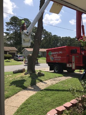 BISHOPS TREE SERVICE - Updated January 2026 - 19 Photos & 27 Reviews ...