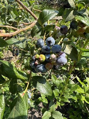 REENDERS BLUEBERRY FARM - Updated April 2026 - 50 Photos & 17 Reviews ...