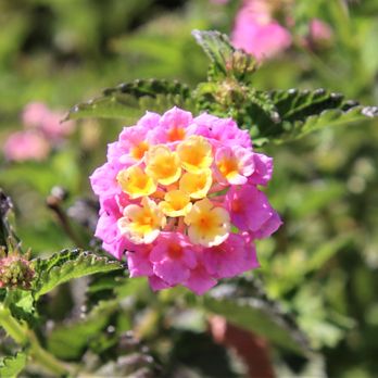 THE TERRACES OF PHOENIX - Updated January 2026 - 22 Photos & 28 Reviews ...