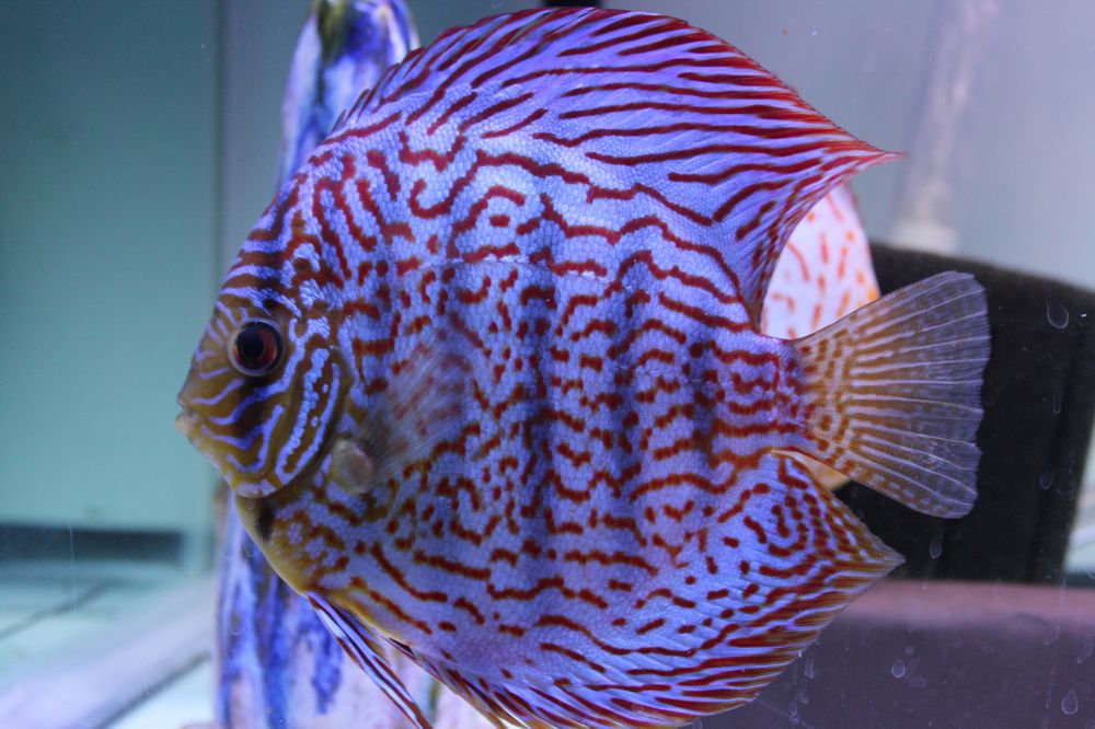 CHICAGO DISCUS - Updated June 2025 - 16 Photos & 11 Reviews - 3553 N ...