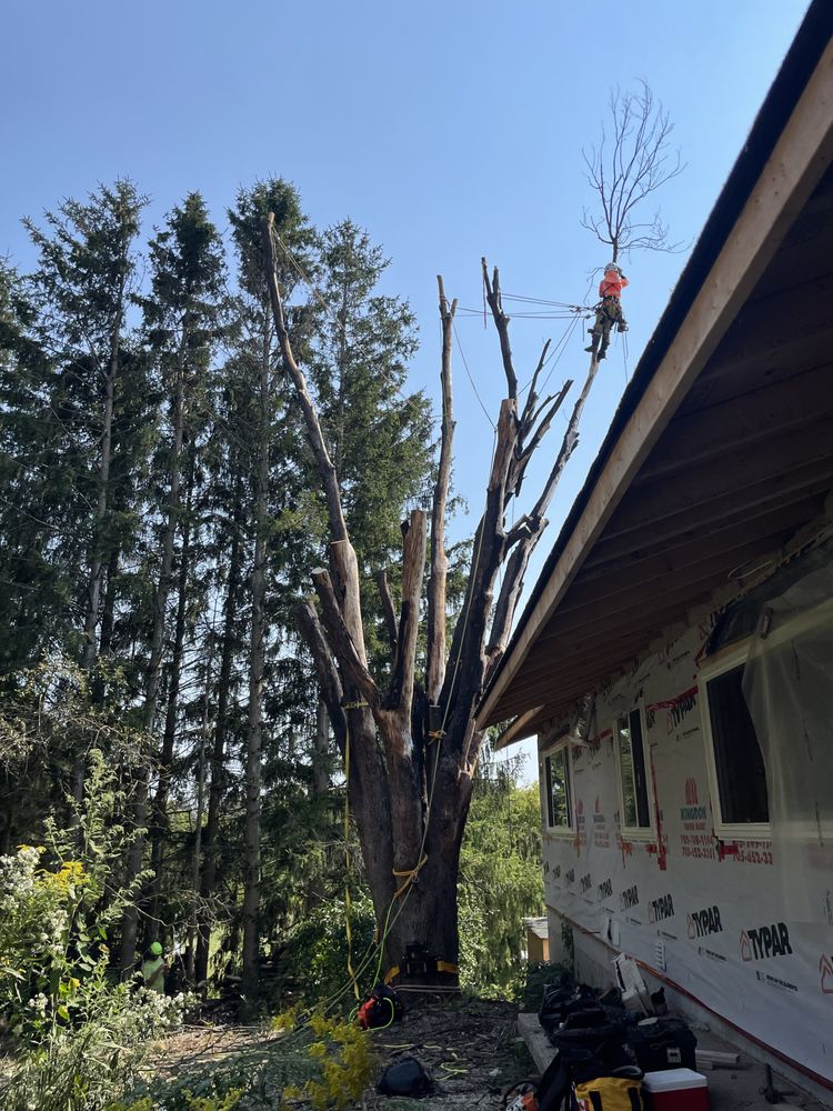 MCDONALD TREE CARE - Updated December 2025 - Port Hope, Ontario - Tree ...