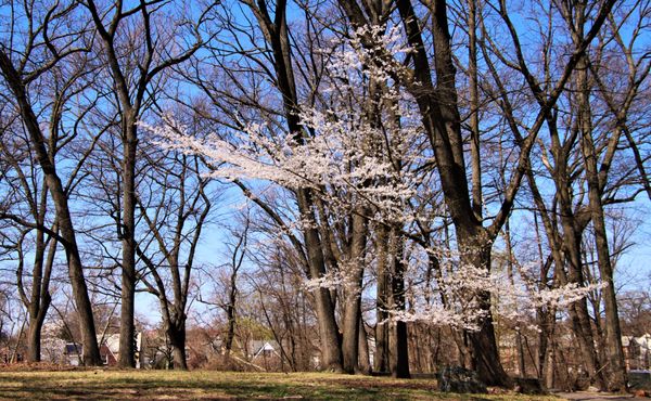 KISSENA PARK - Updated December 2025 - 582 Photos & 105 Reviews - 164th ...