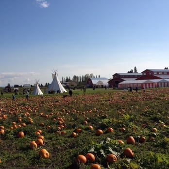 LAITY PUMKIN PATCH - Updated December 2025 - 59 Photos & 15 Reviews ...