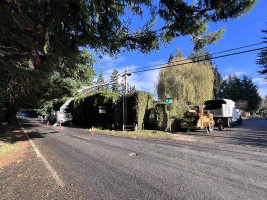 WESTERN HEMLOCK TREE & STUMP SERVICE - Updated April 2026 - 128 Photos ...