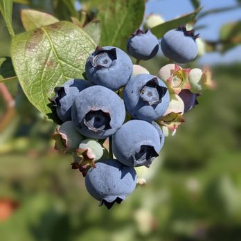 LARSEN LAKE BLUEBERRY FARM - Updated October 2025 - 215 Photos & 79 ...