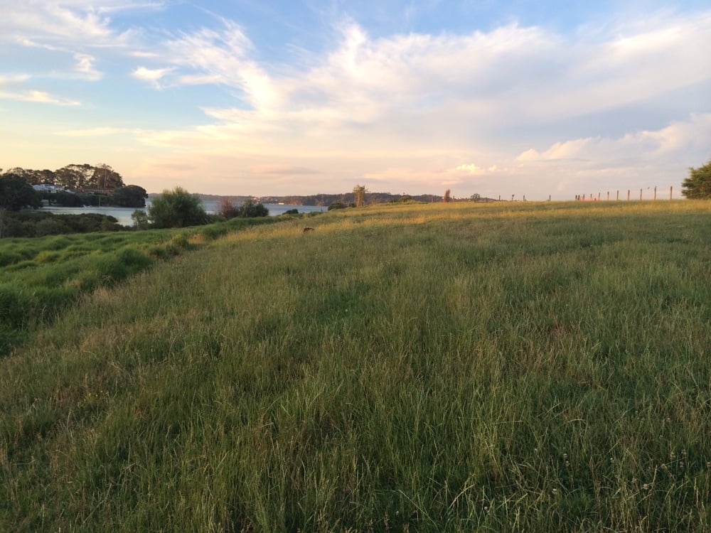 MEOLA REEF DOG PARK - Updated July 2025 - 81 - 189 Western Springs Rd ...