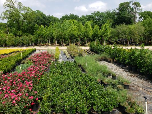 WIZARD TREE FARM - Updated June 2025 - 1300 California Crossing Rd ...