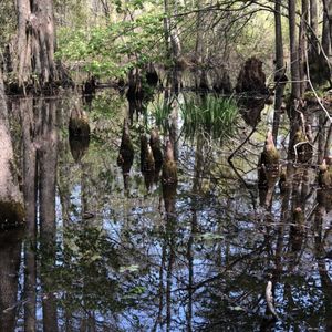 STUMPY LAKE NATURAL AREA - 233 Photos & 16 Reviews - 4794 Indian River ...