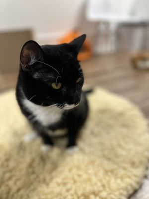 CATFE MONTCLAIR - Updated December 2025 - 35 Photos & 12 Reviews - 356 ...