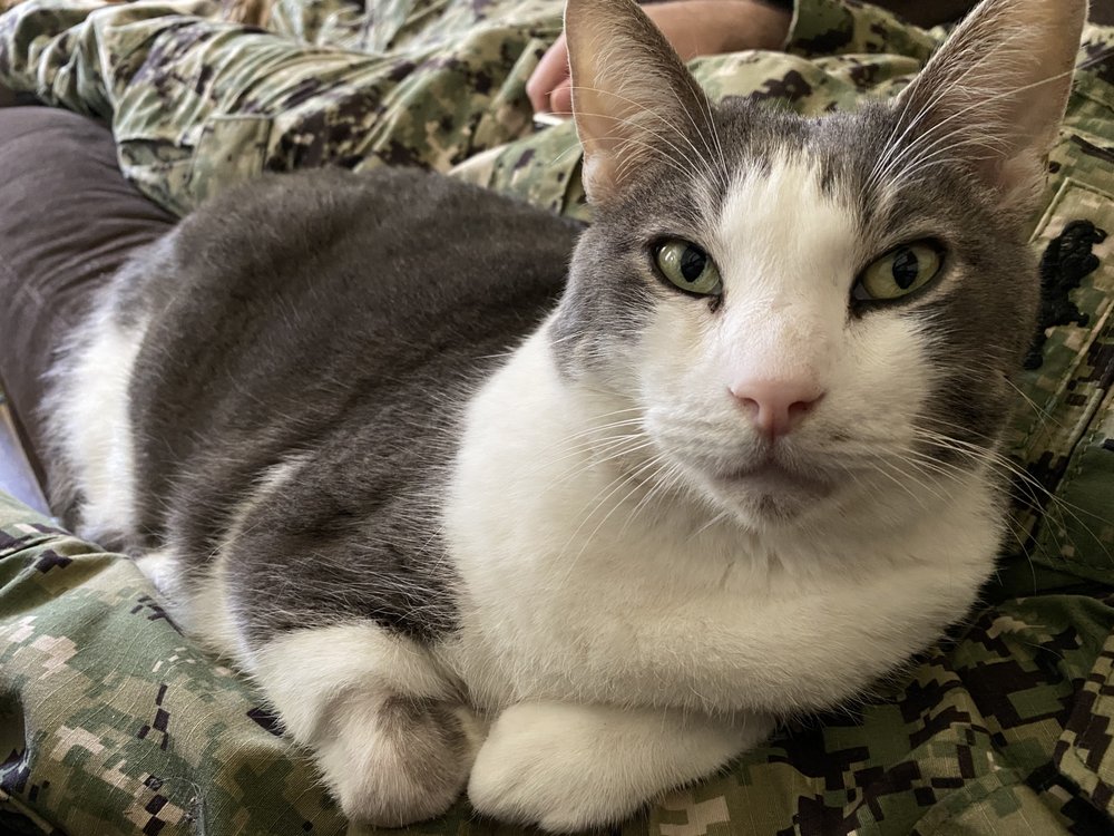 LOUISIANA STATE UNIVERSITY VETERINARY TEACHING HOSPITAL - Updated ...