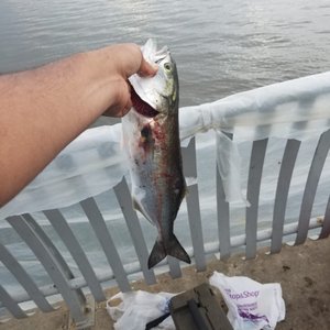 MOLDER’S FISHING PRESERVE - 33 Photos & 10 Reviews - 318 John Wall Rd ...