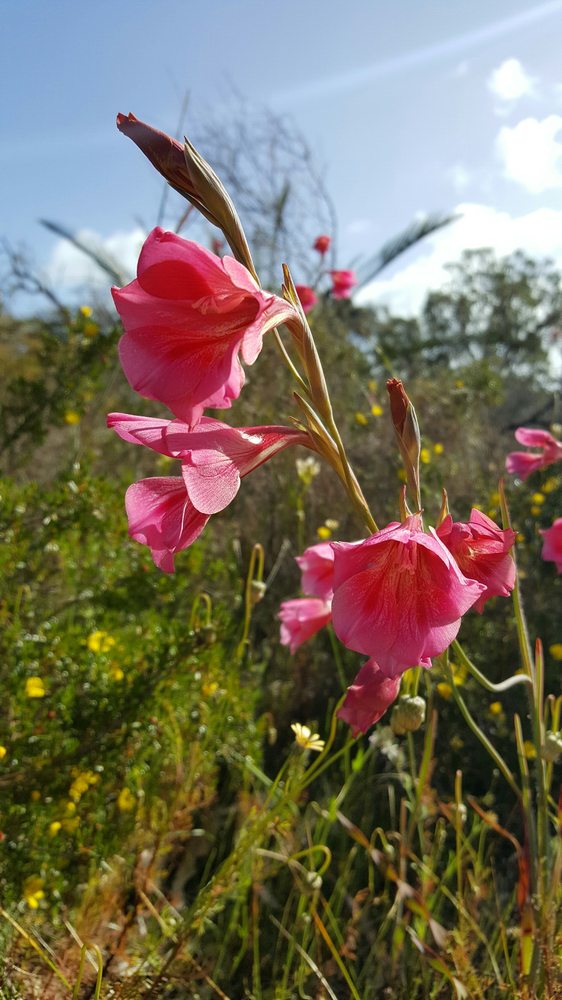STAR SWAMP BUSHLAND RESERVE - Updated July 2025 - Perth Western ...