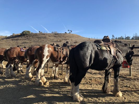 COVELLS CLYDESDALE RANCH - 220 Photos & 116 Reviews - 5694 Bridge St ...