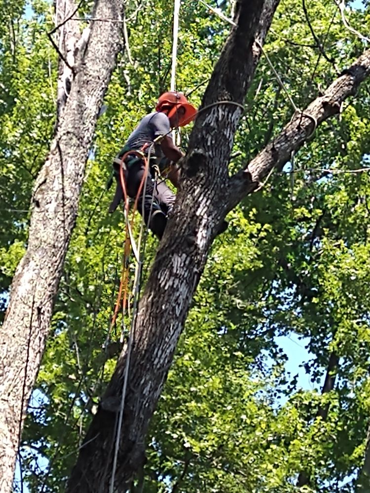 CASTILLO TREE & LAWN SERVICE - Updated April 2024 - 29 Rock Ridge Rd ...