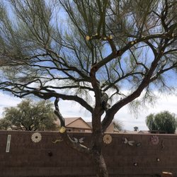 TREE MONKEY TREE TRIMMING - 36 Photos & 44 Reviews - Tucson, Arizona ...