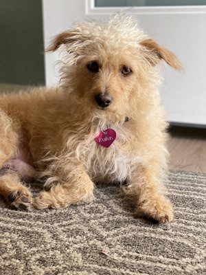 FUZZY FRIENDS RESCUE - Updated December 2025 - 17 Photos & 31 Reviews ...