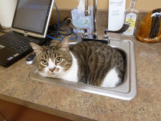 COMMENCEMENT BAY ANIMAL HOSPITAL - Updated April 2025 - 22 Reviews ...