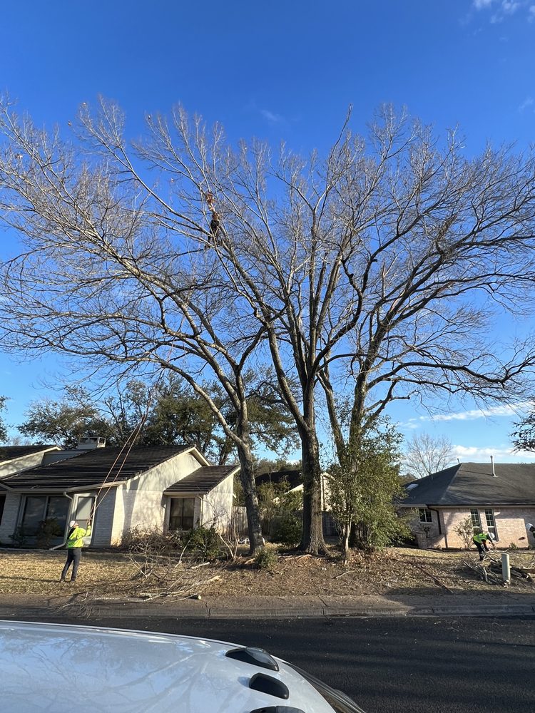 UNITED TREE CARE SERVICE - Updated February 2025 - 10 Photos - Austin ...