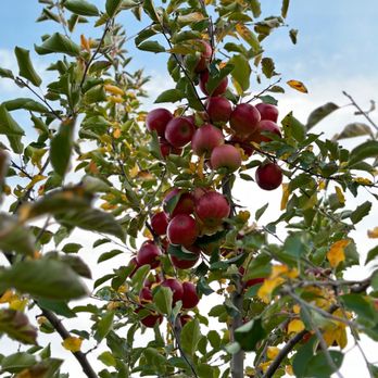 ERIE ORCHARDS & CIDER MILL - Updated January 2026 - 66 Photos & 35 ...