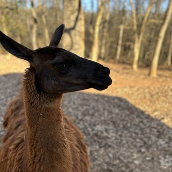 LAZY 5 RANCH - Updated April 2025 - 864 Photos & 288 Reviews - 15100 ...