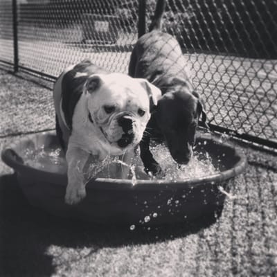 THE GNARLY DOG - Updated September 2025 - 11 Photos & 22 Reviews - 1153 ...