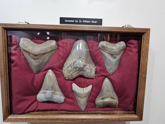 AURORA FOSSIL MUSEUM - Updated September 2025 - 107 Photos & 23 Reviews ...