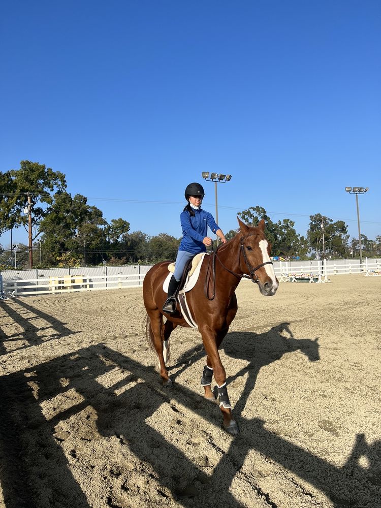 CHEVAL TRAINING STABLES - 25 Photos - 905 Arlington Ave, Costa Mesa, CA ...