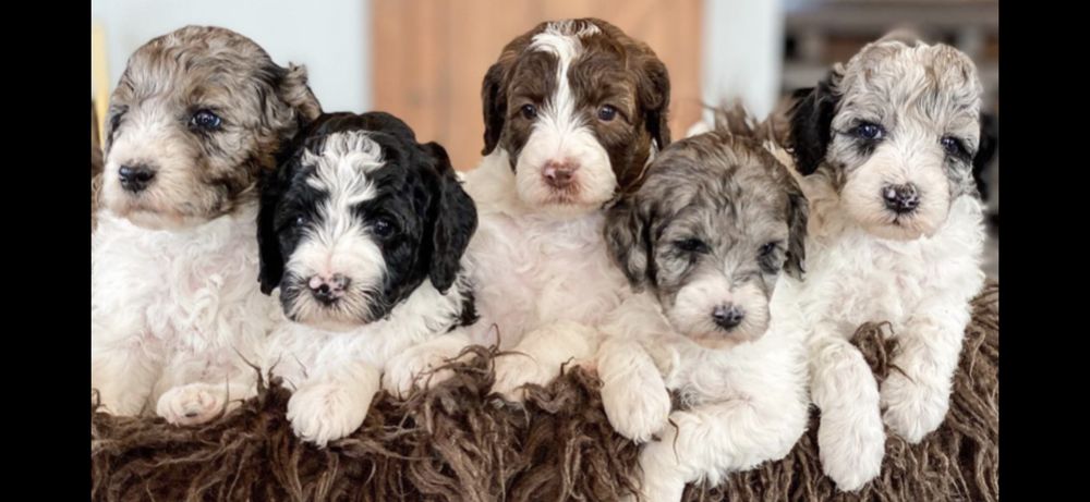 NEW YORK PARTI POODLES - Updated July 2025 - Mount Sinai, New York ...