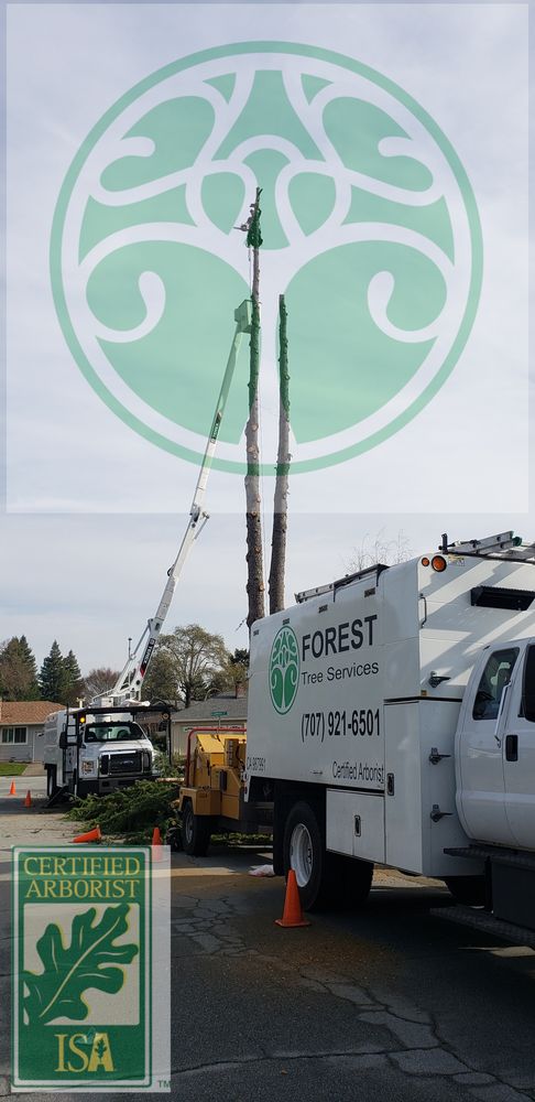 FOREST TREE SERVICES - Updated December 2025 - 123 Photos & 42 Reviews ...