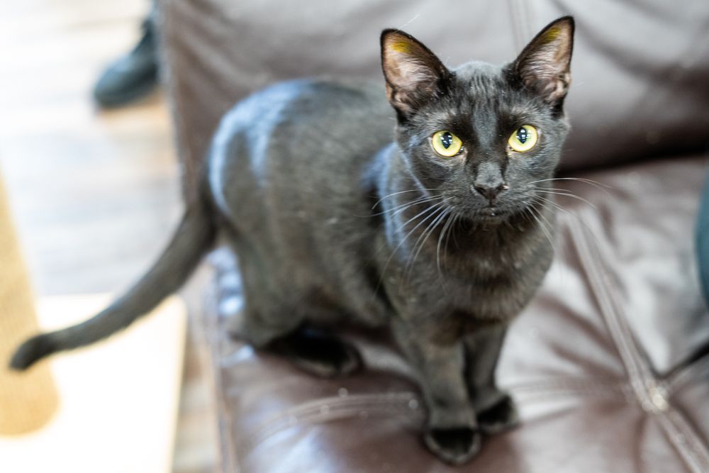 THE CATIO CAT LOUNGE - Updated January 2025 - 70 Photos & 40 Reviews ...