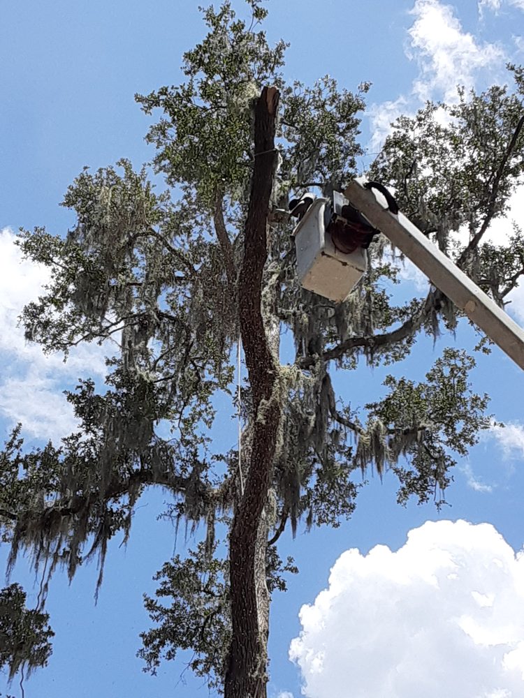 DANNY RAY’S TREE SERVICE - Updated September 2024 - 310 Michigan Ave ...