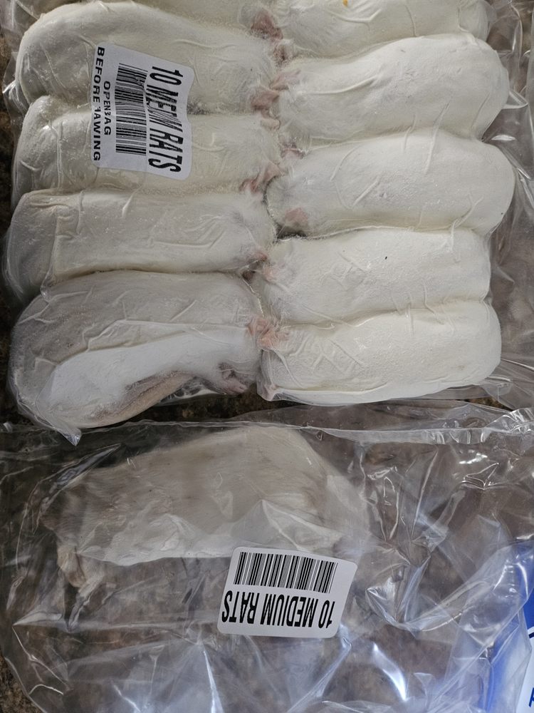 BIG CHEESE RODENTS FACTORY - Updated December 2025 - 2527 W Dickson St ...