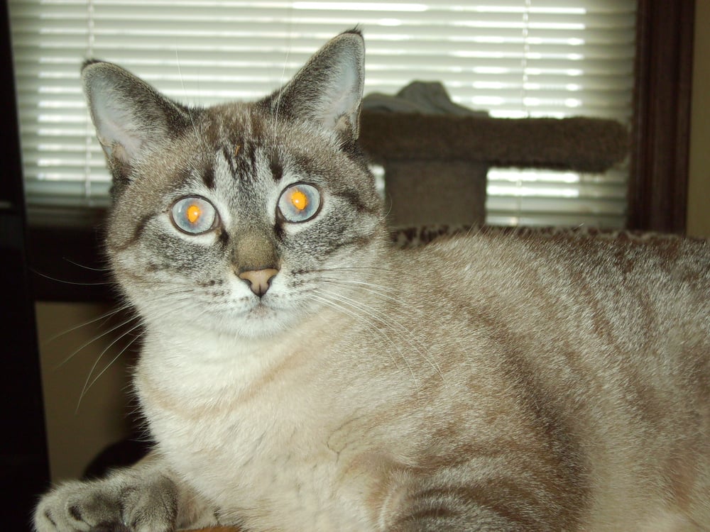 THE CAT VALET - Updated December 2025 - 343 NE 55th St, Seattle ...