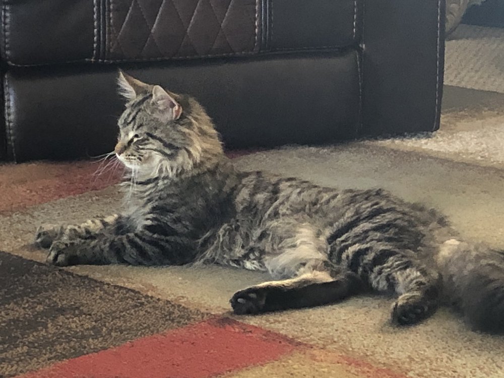 CATMANDU - 23 Photos & 16 Reviews - 1829 Brown St, Carson City, NV - Yelp