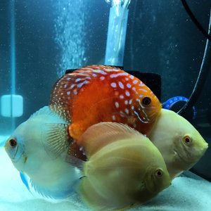 JACK WATTLEY DISCUS - 39 Photos & 15 Reviews - Pet Stores - 6944 NE 4th ...