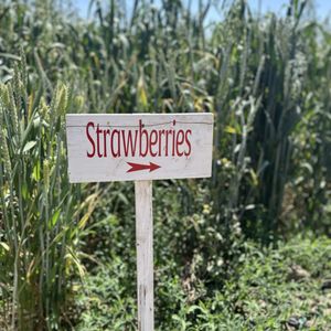 R A M FARMS PUMPKIN PATCH AND CORN MAZE - Updated October 2025 - 81 ...